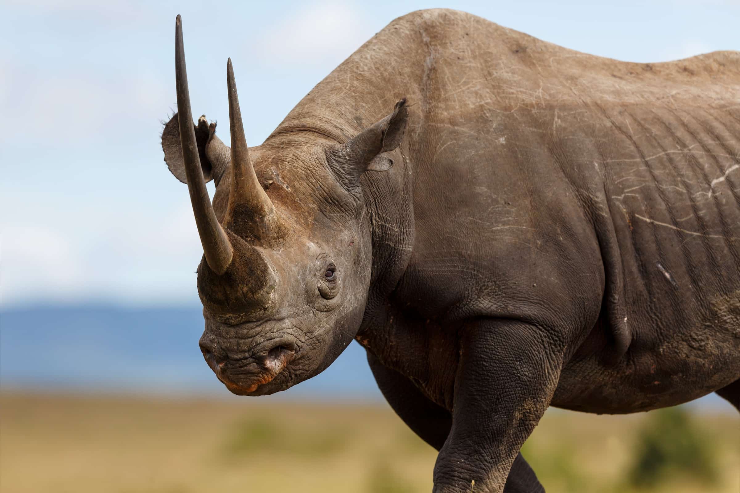 Watch the Rhino Recovery Fund's Wildlife Conservation Expo Talk - Rhino ...