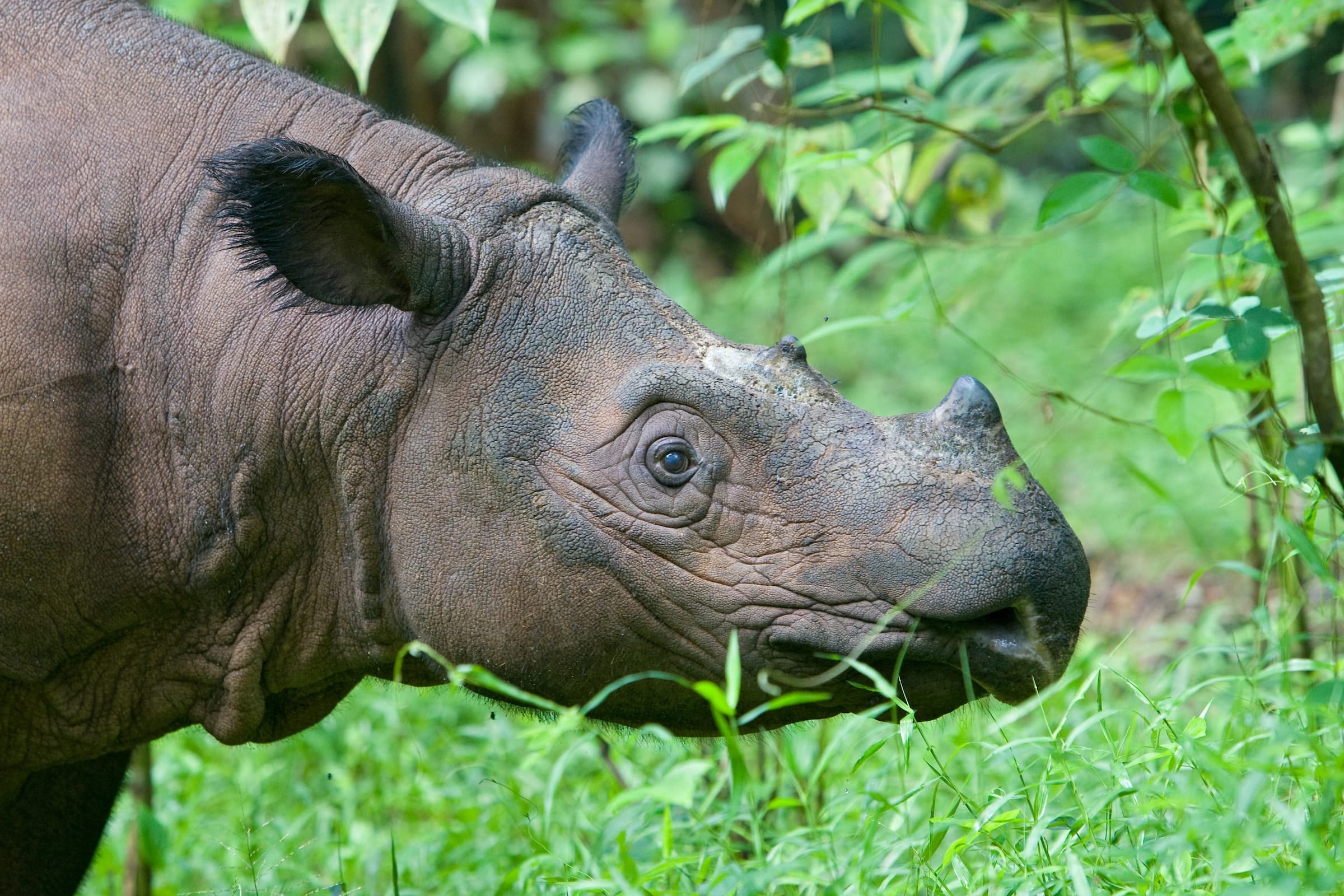 Protecting Wild Sumatran Rhinos in West Leuser - Rhino Recovery Fund