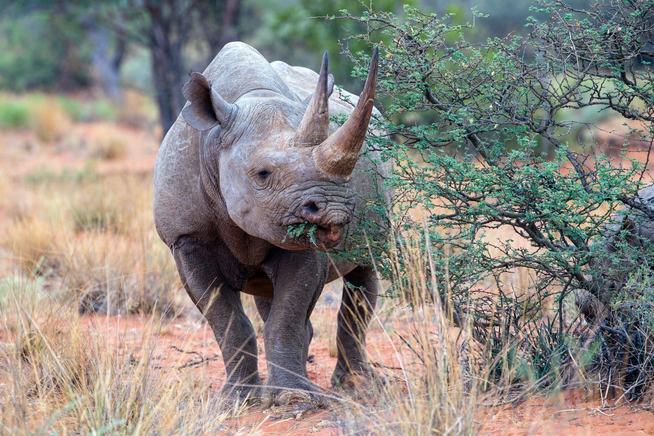 Monitoring and protection through de-horning and ear-notching - Rhino ...