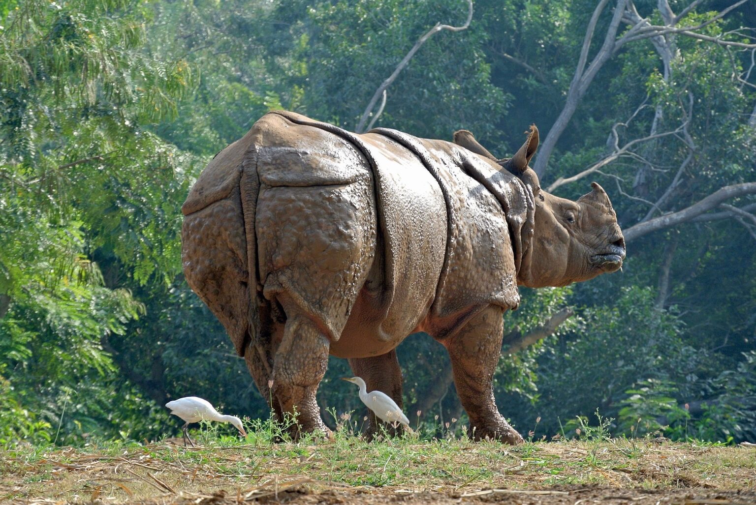 About Rhinos - Rhino Recovery Fund
