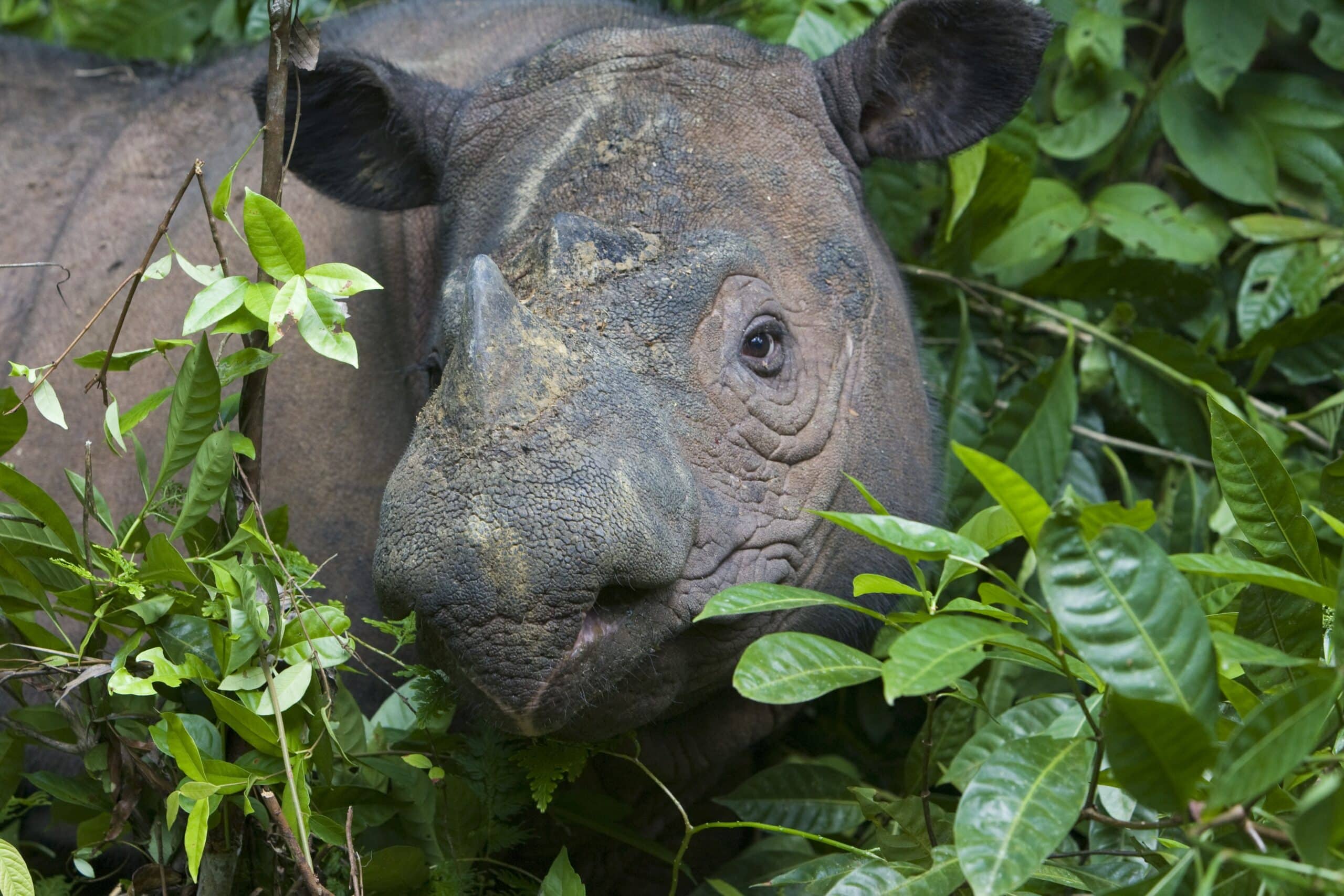 Stem Cell Research Helps Improve Rhino Populations - Rhino Recovery Fund