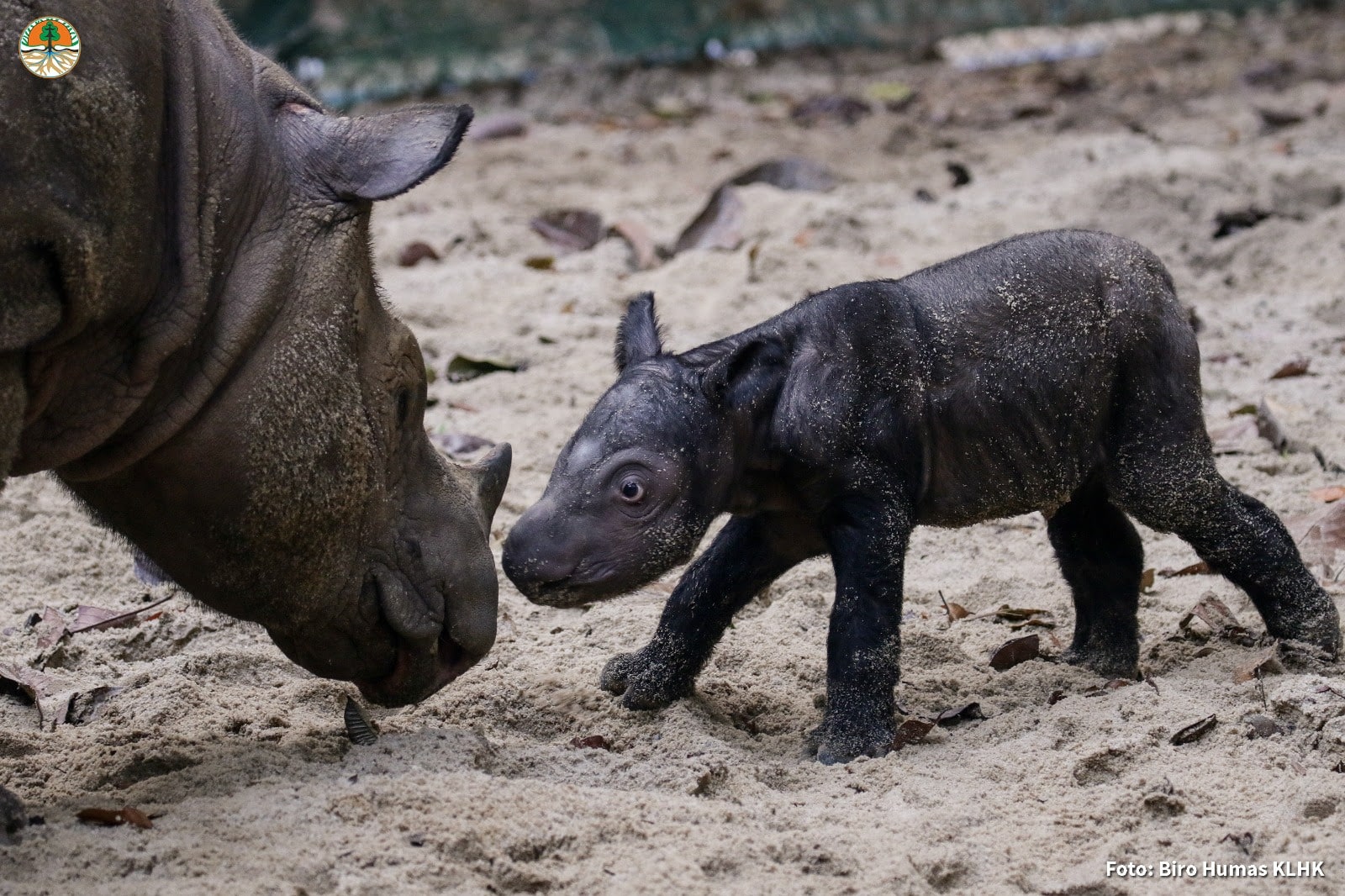 Rare Sumatran and Javan Rhinos Born This Year - Rhino Recovery Fund